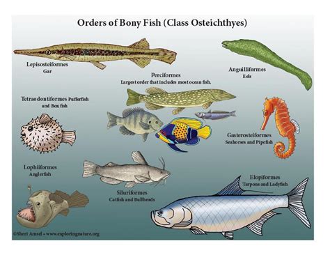Class Fish Jawed Bony Fishes All Ages Exploring Nature
