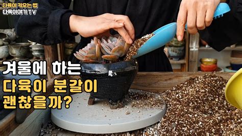 추운겨울이지만 다육이 분갈이 해봤어요 괜찮을까요 Youtube