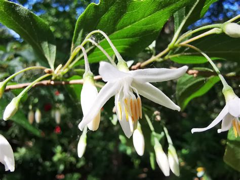 Snowbell Tree Collection Jurassicplants Nurseries