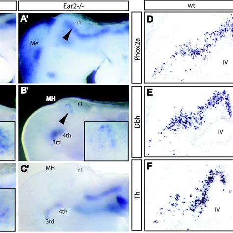 Expression Of LC Determination And Differentiation Genes In The LC Download Scientific Diagram