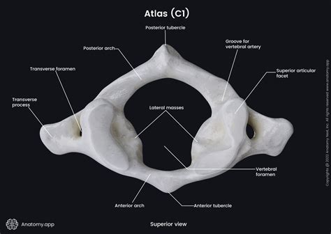 atlas vertebrae anatomy