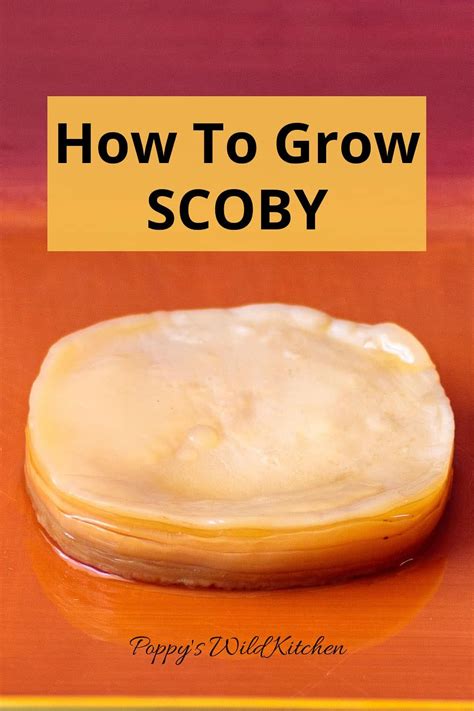 The Scoby Hotel Guide Melissa Torio Artofit