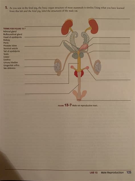 Solved Part E Post Lab Questions Why Is The Urethra In A Chegg
