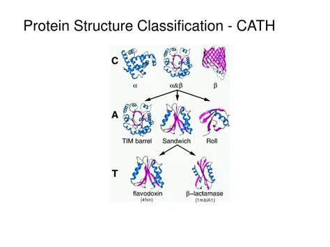 Ppt Protein Structure Classification And Prediction Bmi 730 Powerpoint Presentation Id 1103977