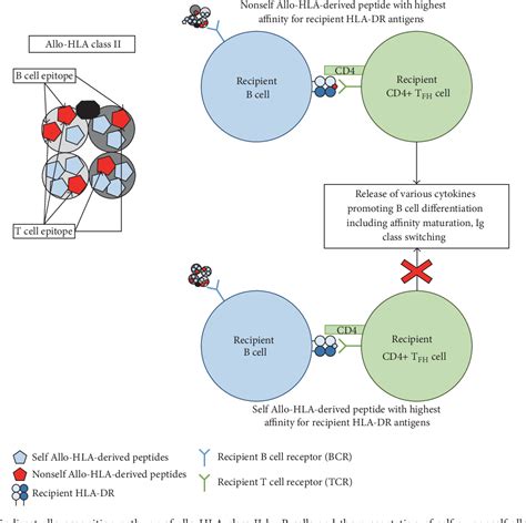 Figure From The Immunogenicity Of HLA Class II Mismatches The Predicted Presentation Of