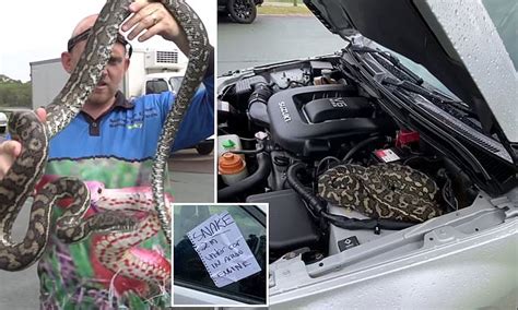 Sunshine Coast Woman Finds Coastal Carpet Python In Car S Bonnet Daily Mail Online