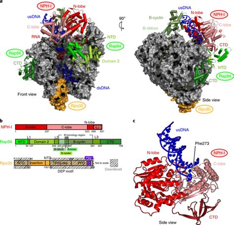 Structure Of The Litc A Model Of The Litc In Two Orthogonal Views The Download Scientific