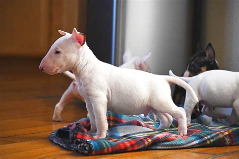 Bull Terrier Puppies For Sale In California