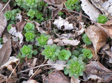 Native Spotlight Sedum Ternatum