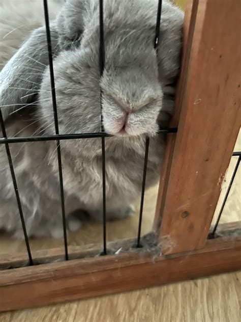 Why Is Hazlenut In Jail R Rabbits