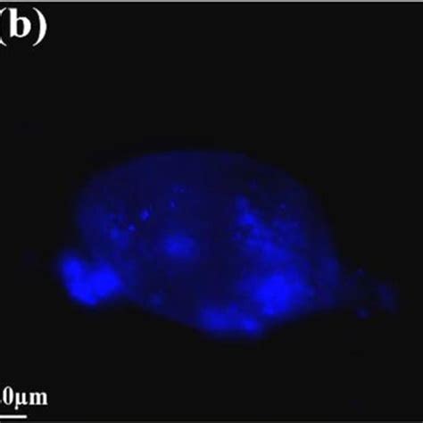 Dapi Staining Of Wild Type Caenorhabditis Elegans Clade 9 The
