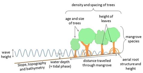Factors Affecting Wave Attenuation In Mangroves Download Scientific Diagram