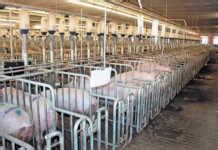 Pig Farming & Production | Farmer's Weekly
