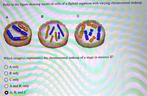 solved refer to the figure showing nuclei of cells of diploid organism