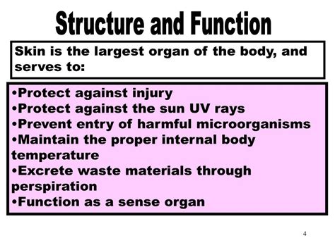 PPT Integumentary System PowerPoint Presentation Free Download ID 476549