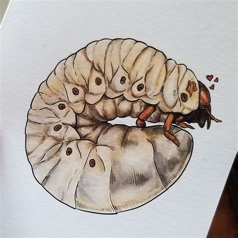 Hercules Beetle Larvae