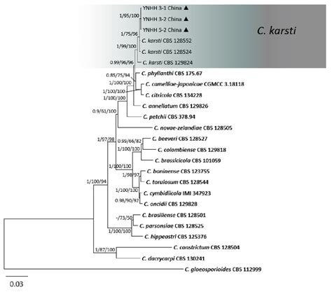 A Bayesian Inference Phylogenetic Tree Of 24 Isolates In The C