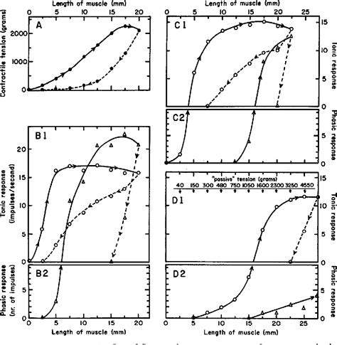 Figure 5 From Functional Significance Of Cell Size In Spinal Motoneurons Semantic Scholar