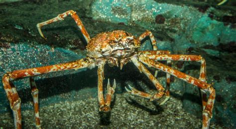 Crabe Royal Tout Savoir Sur Ses Caractéristiques Uniques