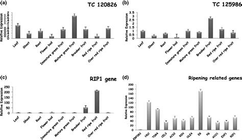 Expression Profile Of Putative Fruit Specific Genes In Different Tomato