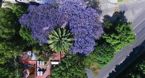 Jacarandas En La Ciudad De México El Omnipresente Paisaje Lila