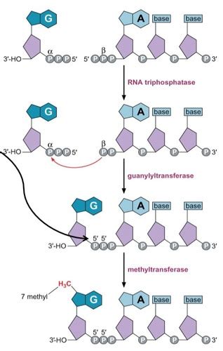 RNA Processing Flashcards Quizlet