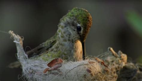 A Tiny Architect Watch This Hummingbird Building A Nest