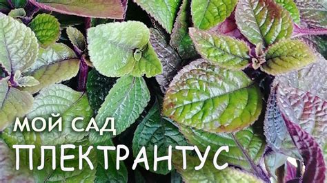 ПЛЕКТРАНТУС реснитчатый МЯТА комнатная ШИШКОЙ проверяем влажность ...