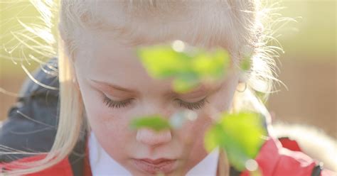 A New Type Of Forestry Managing Forests As Communities Sugi