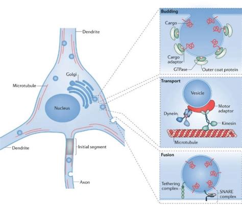 A Vesicle Journey From Its Biosynthesis In The Golgi Apparatus To Its