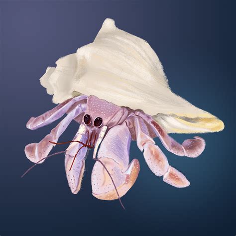 Hermit Crab Species Behance