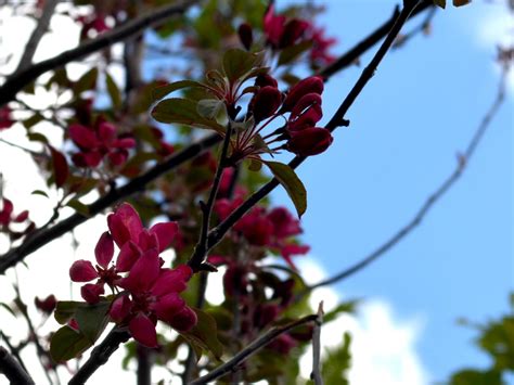 Яблоня «Мокум» — описание, фото и характеристики сорта