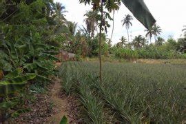 Land For Sale In Mendez Mendez Nuñez Cavite Dot Property