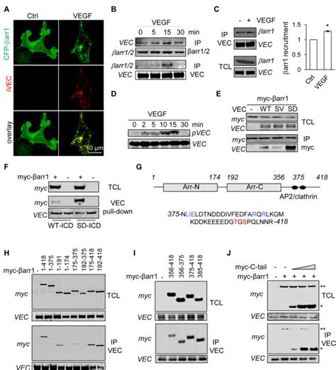 β Arrestin1 C Terminus Tail Binds To S665d Ve Cadherin Mutant A