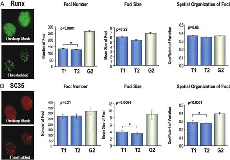 Runx2 Foci Are Equally Segregated To Progeny Nuclei With Restoration Of