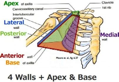 Axillary Fossa Axillary Block