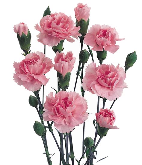 Carnation Spray Natila Ball