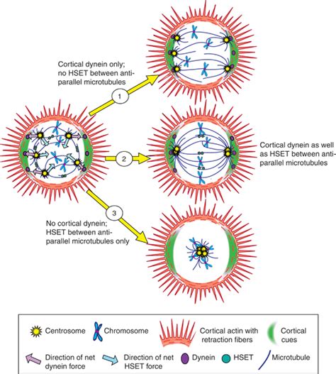 Cooperation Of Cortical Dynein With Hset Microtubule Motors Generate Download Scientific