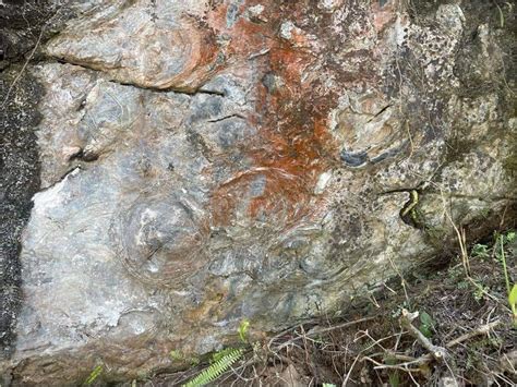 Cm Ps Golay Celebrates Discovery Of 1 5 Billion Year Old Fossil Announces Plans For World Class