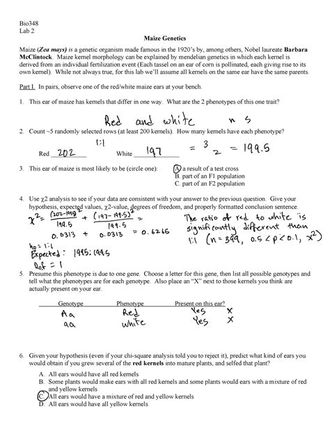 Lab2 Lab Bio Lab 2 Maize Genetics Maize Zea Mays Is A Genetic