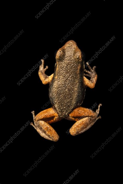 Talamanca Striped Rocket Frog Stock Image C059 6039 Science Photo Library