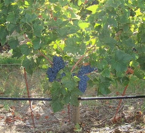 Potential Clone 1 Fig 5 Potential Clone 2 Download Scientific Diagram