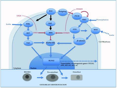 The Effect Of Icariin Purmorphamine U0126 And Pd98059 On Osteogenic