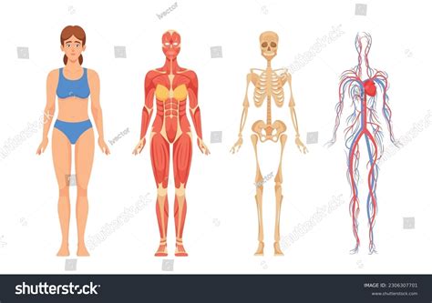 Female Anatomy Skeletal System Framework Bones Stock Vector Royalty