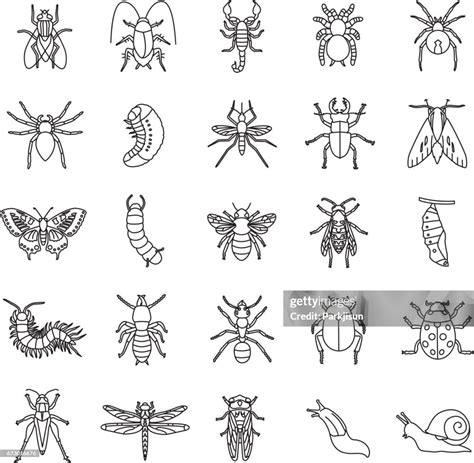 Insects Outlines Vector Icons High Res Vector Graphic Getty Images