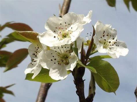 7 Reasons Pear Trees Wont Fruit How To Fix It Couch To Homestead