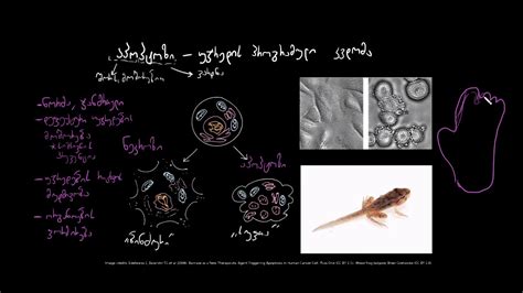 აპოპტოზი Youtube