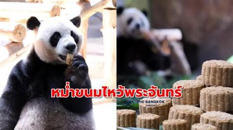 3 แฝดแพนด้า อวดโฉม โชว์หม่ำขนมไหว้พระจันทร์สูตรพิเศษ The Bangkok Insight