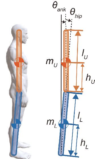 parameters for the double inverted pendulum model mu ml mass of