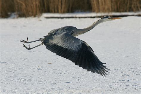 Flieger........... Foto & Bild | tiere, wildlife, wildlife luder ...